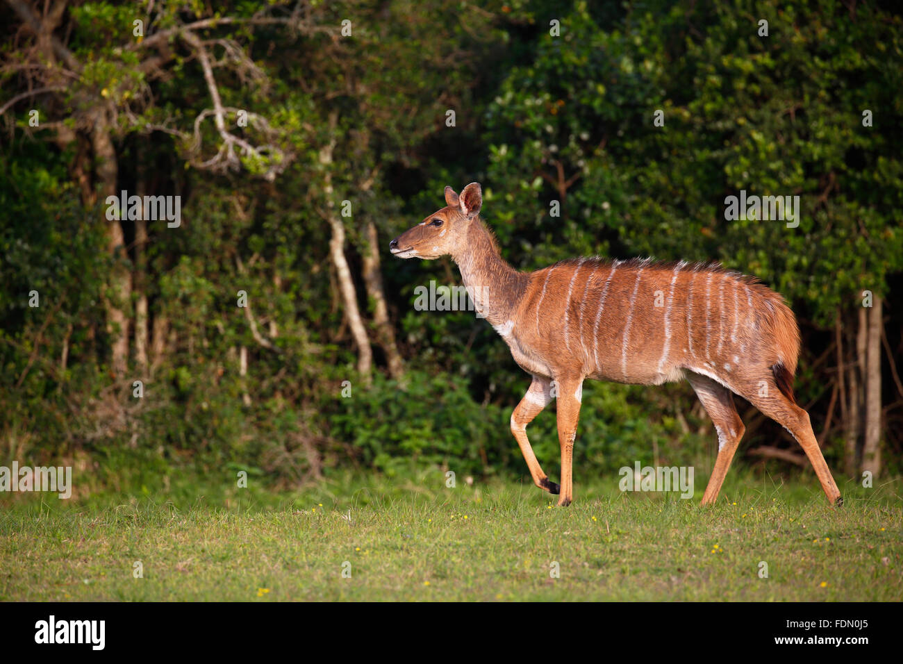 Nyala or inyala (Tragelaphus angasii), female, Eastern Cape, South ...