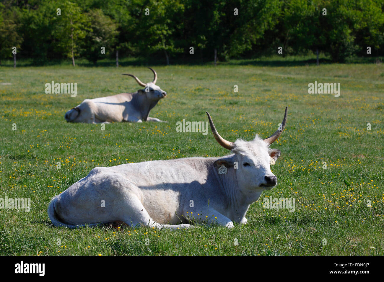 Hungary hungarian grey cattle hi-res stock photography and images - Alamy