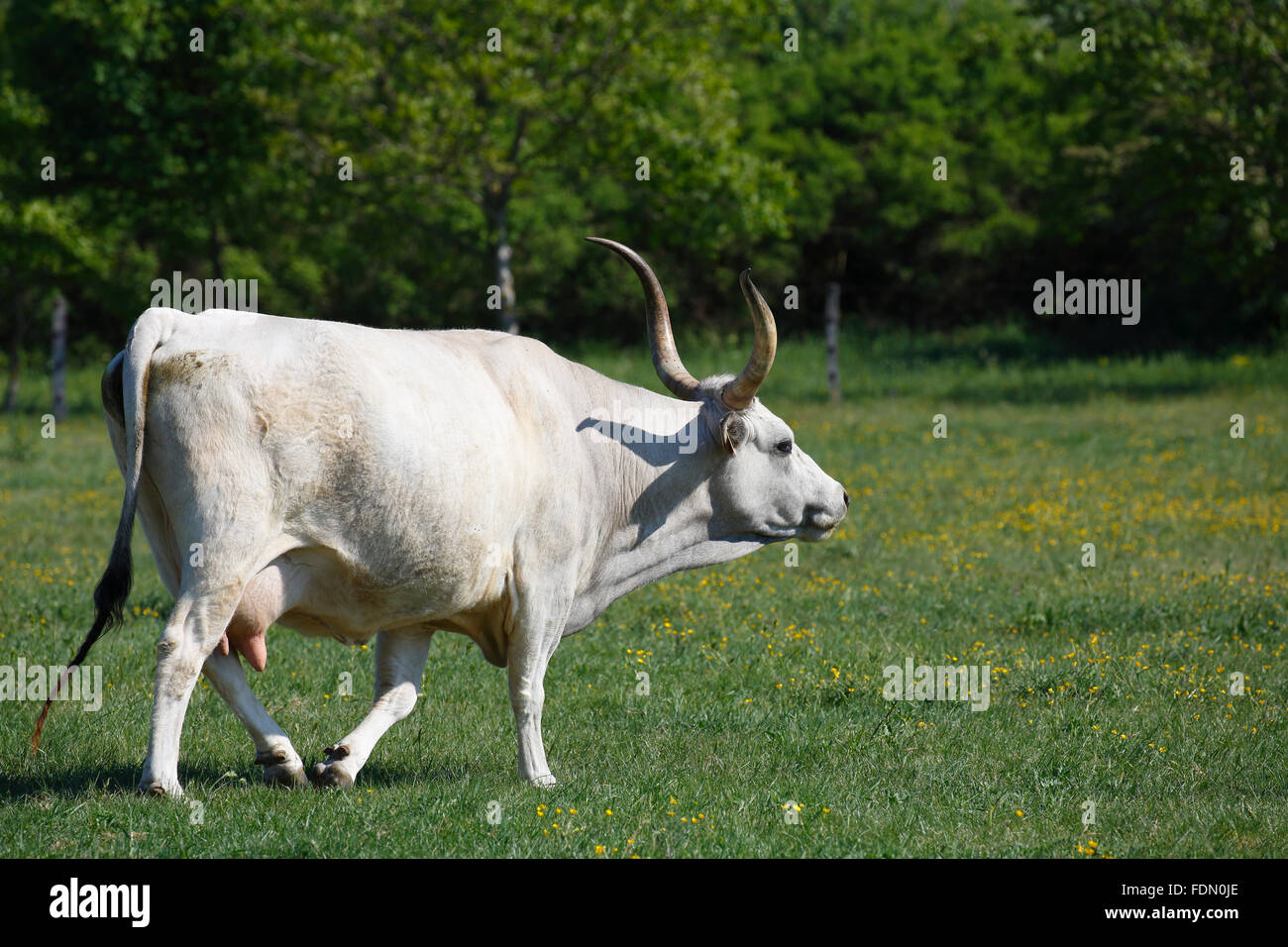 Hungarian Grey cattle (Bos primigenius taurus), cow on pasture, Hungary ...