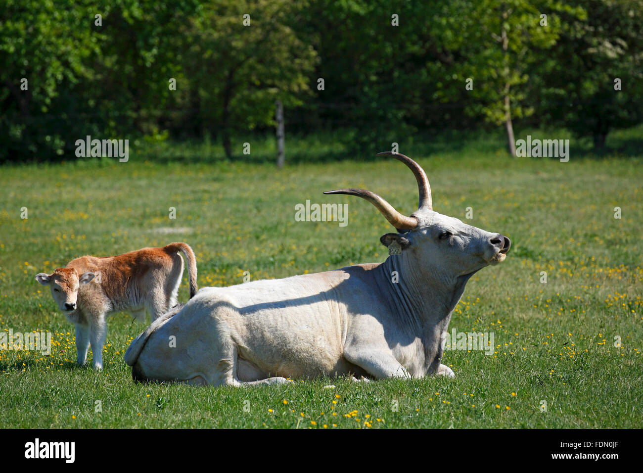 Hungarian Grey cattle (Bos primigenius taurus), cow with calf on ...