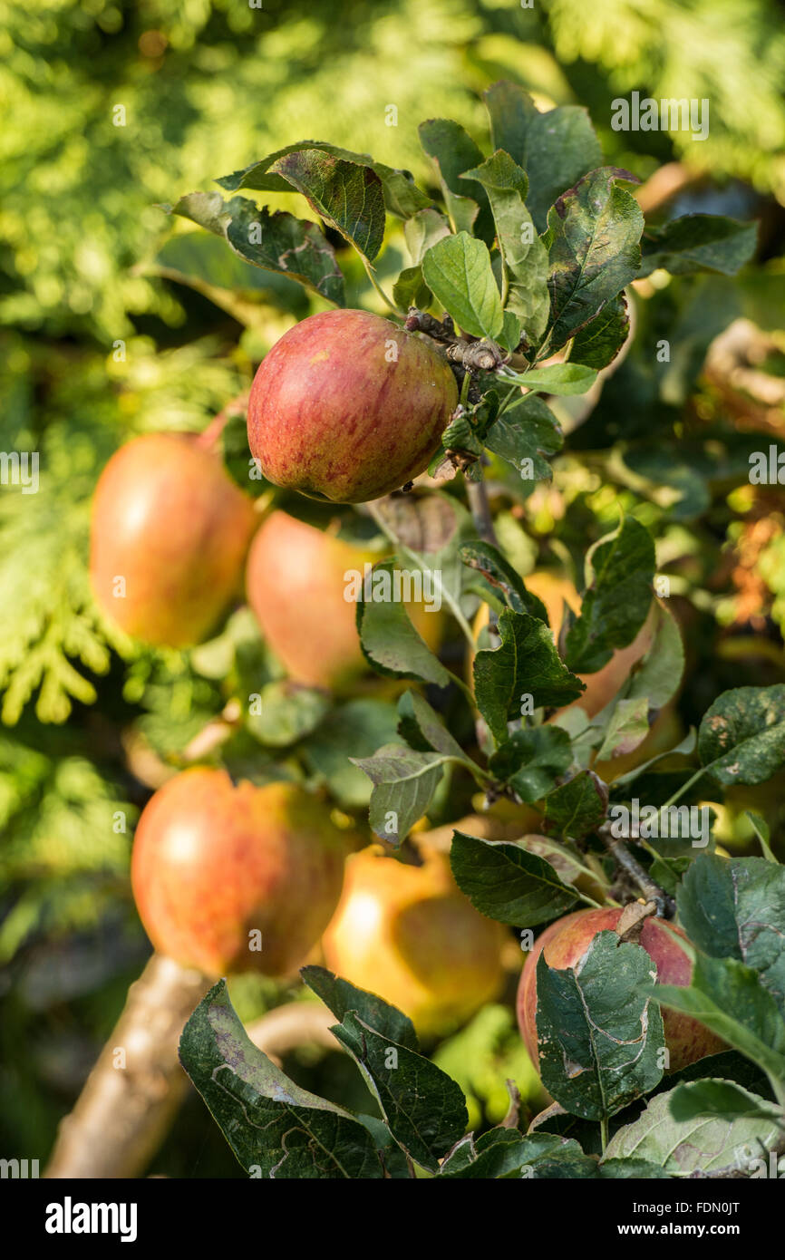 Ripe red apples on a tree Stock Photo - Alamy
