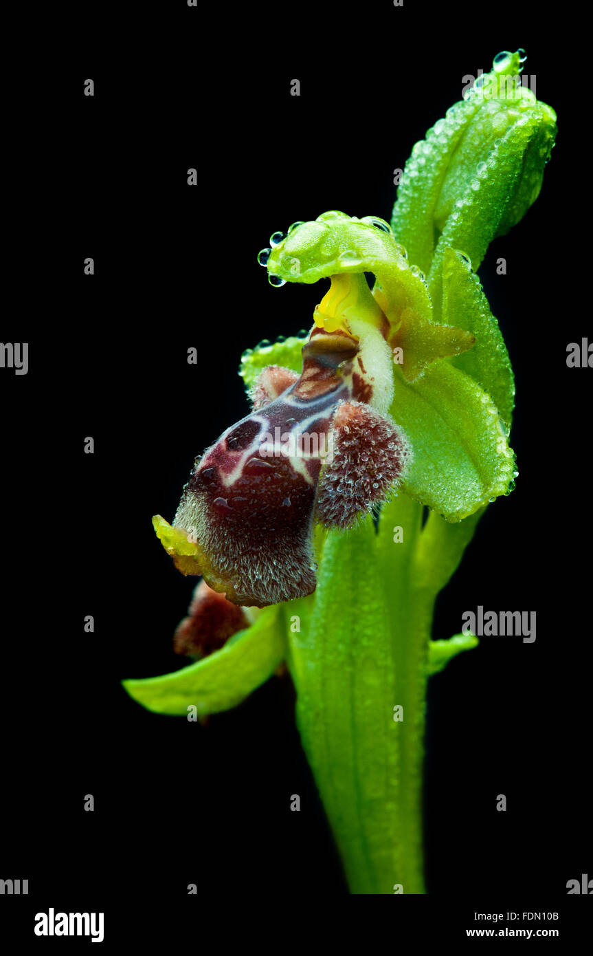 Ophrys kotschyi wild orchid flower isolated in black from Cyprus nature ...