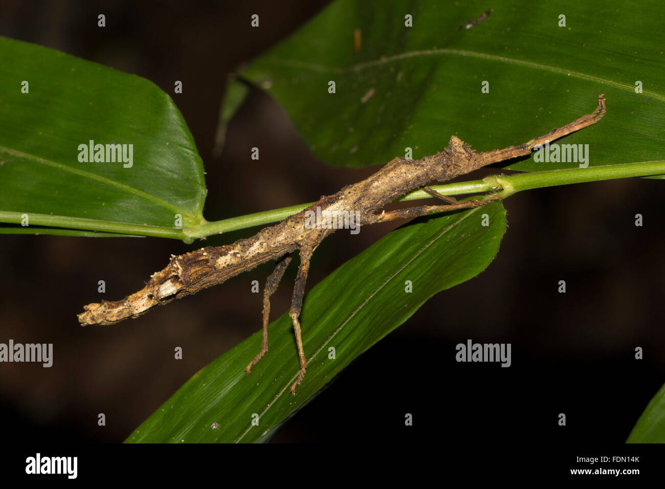 Stick insect (Pseudodatames memorabilis) on leaf, island of Nosy ...