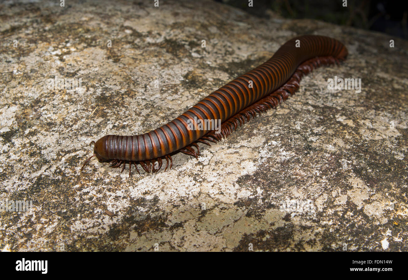 Millipede rainforest hi-res stock photography and images - Alamy