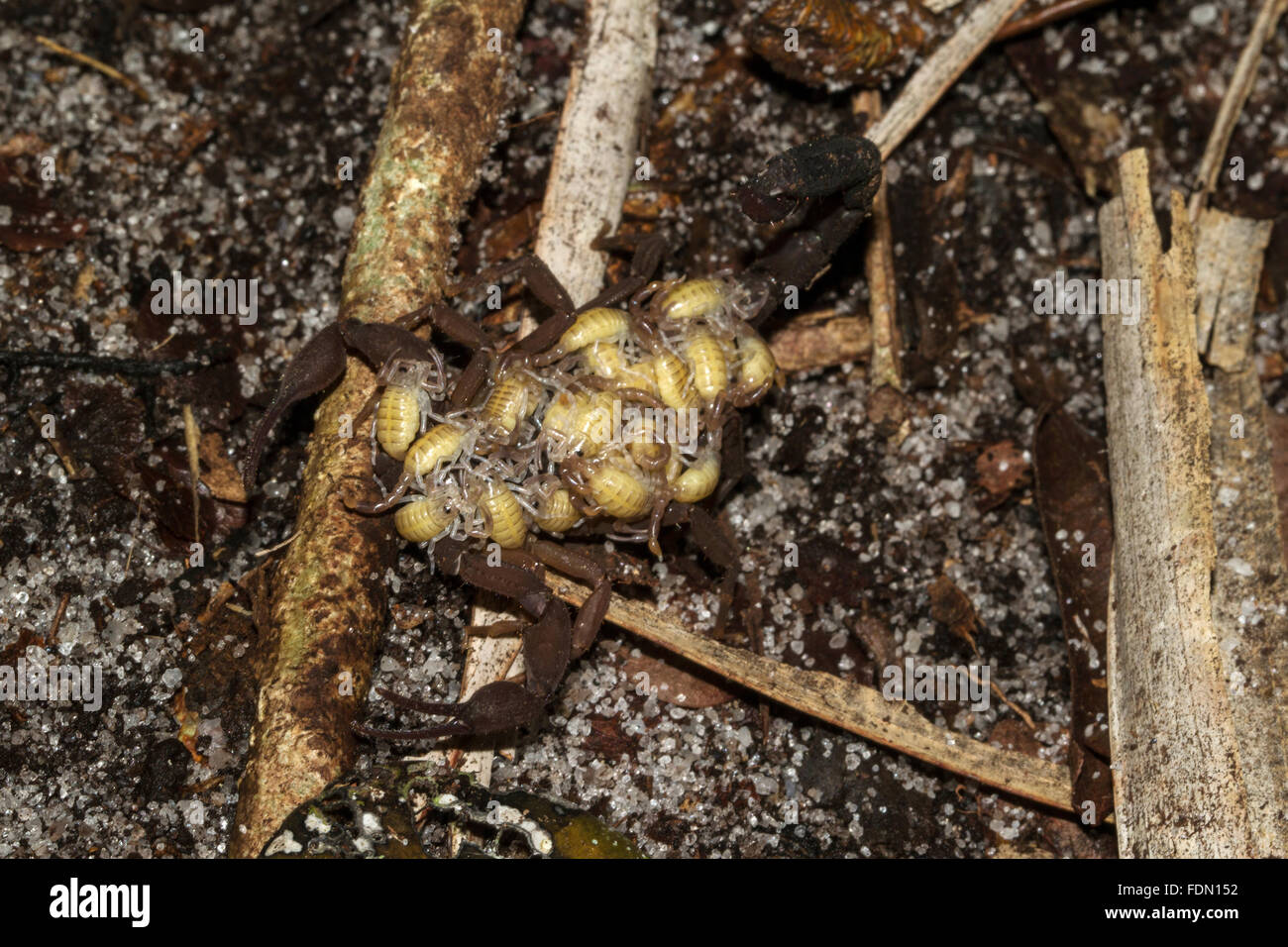 Scorpion, female with babies, Nosy Mangabe, Bay of Antongil, northeast ...