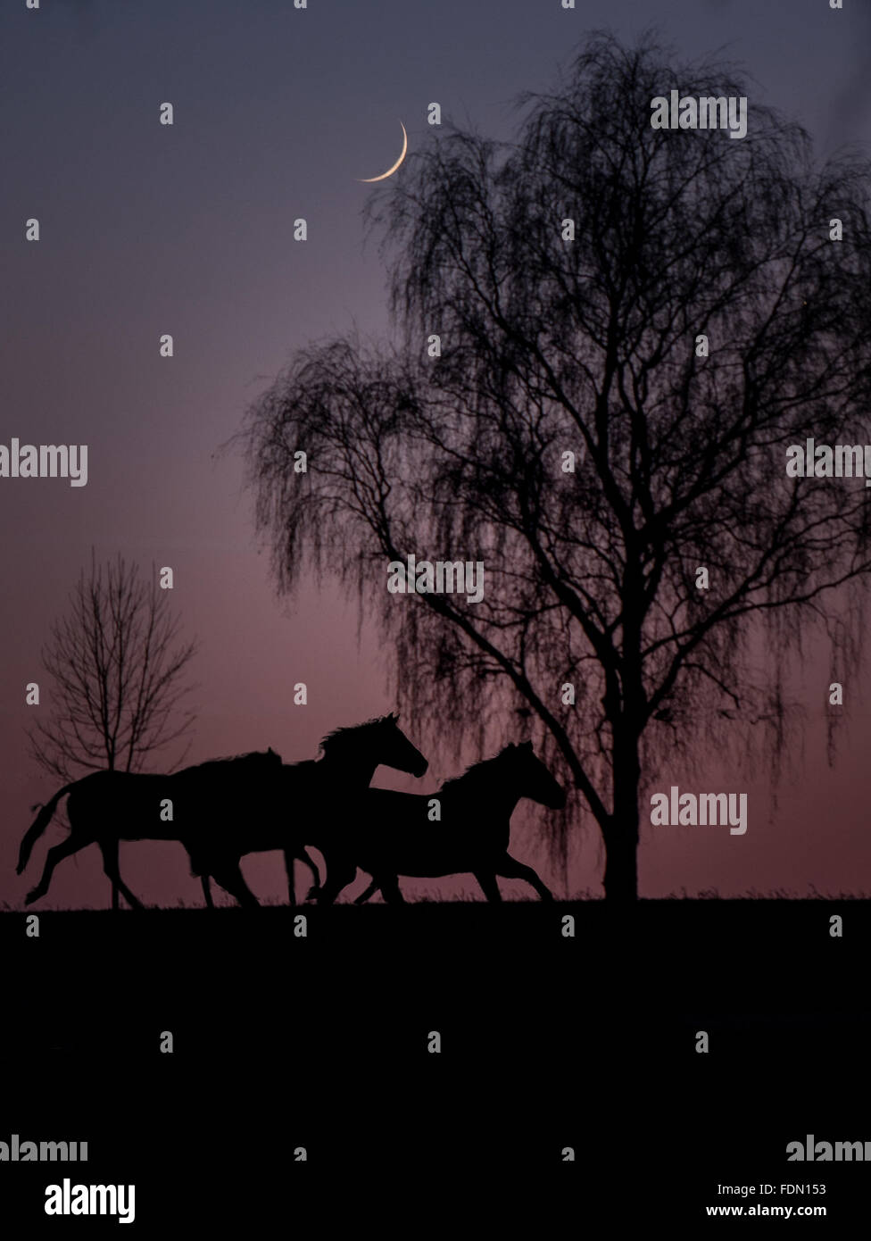 Horses In The Moonlight