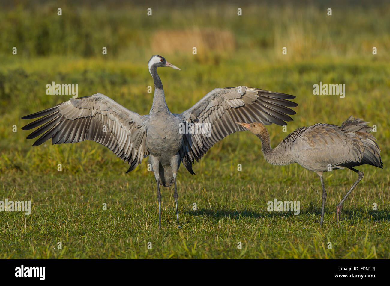 Crane with wings spread hi-res stock photography and images - Alamy