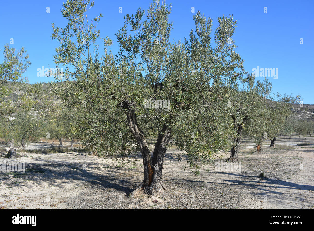 Olive trees, near Balones, Alicante Province, Valenica, Spain Stock ...