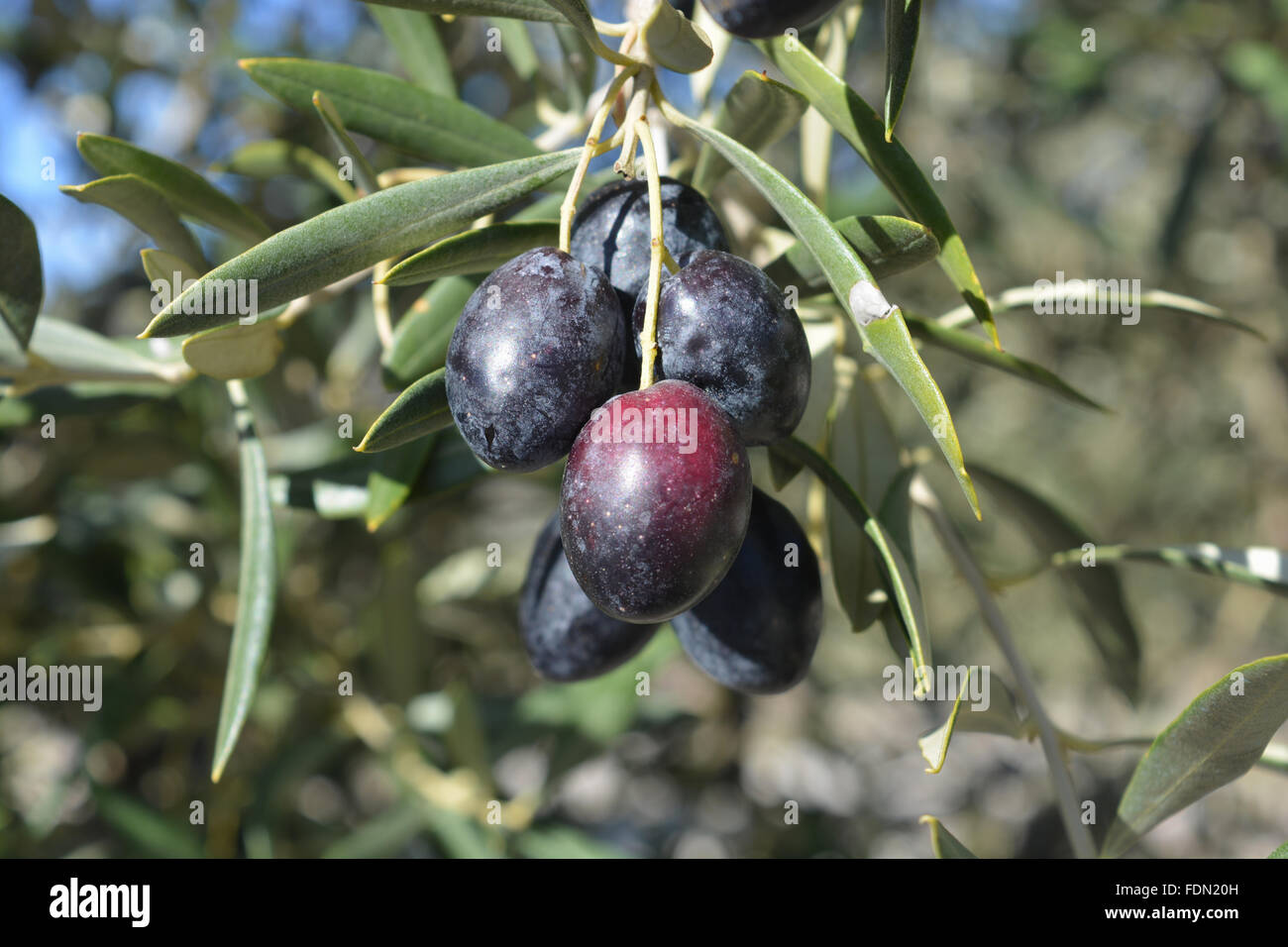 Olives on tree, near Balones, Valenica, Spain Stock Photo - Alamy