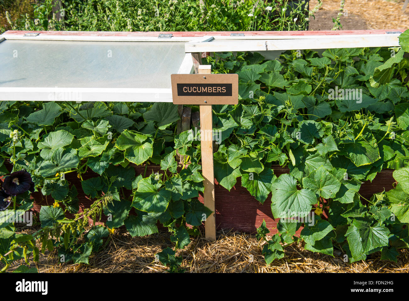 Community garden canada hi-res stock photography and images - Alamy