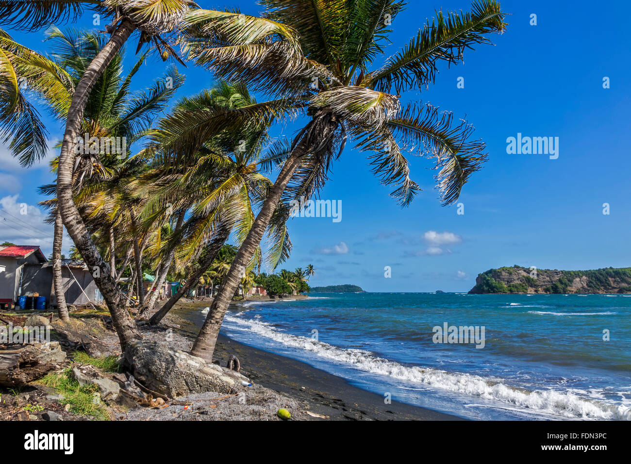 Tree trunks on west hi-res stock photography and images - Alamy