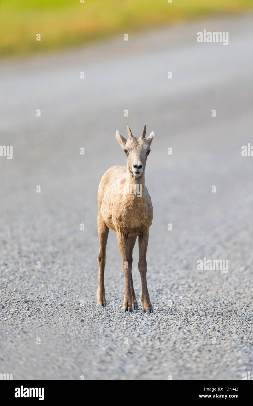 Baby Rocky Mountain Bighorn Sheep on the side of the road, Alberta ...