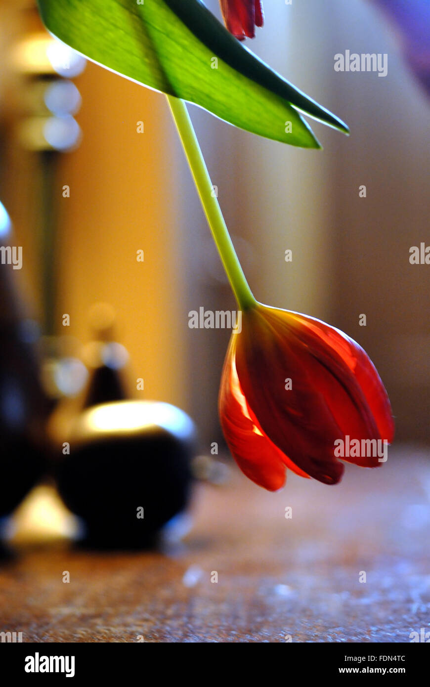Drooping tulip hi-res stock photography and images - Alamy