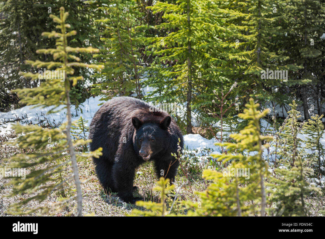 encounter with a black bear in Jasper National Park, Alberta,Canada ...