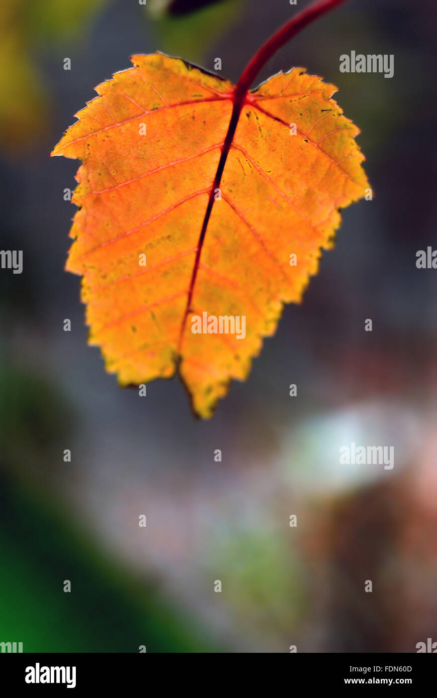 Golden autumn leaf Stock Photo - Alamy