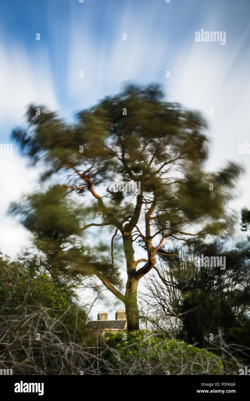 Strong wind in garden High Resolution Stock Photography and Images - Alamy