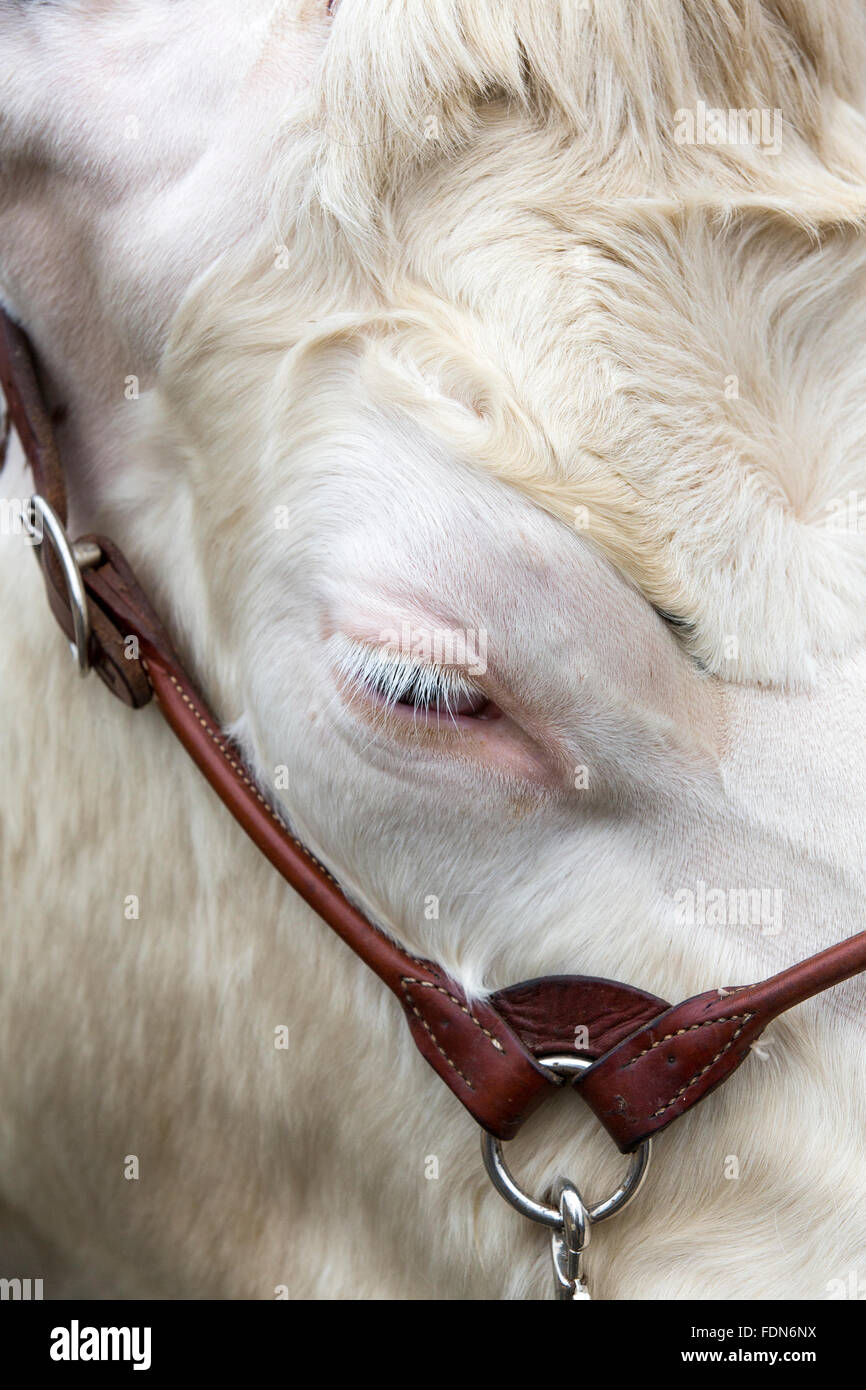 Brown and white cow snout close up , sadness, anger farmers Stock Photo ...