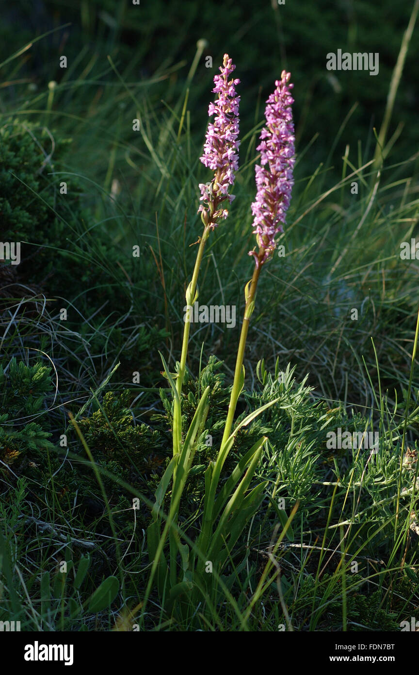 Orchid - Kaćun (Orchis) - Flowers and Plants - Biokovo Nature Park ...