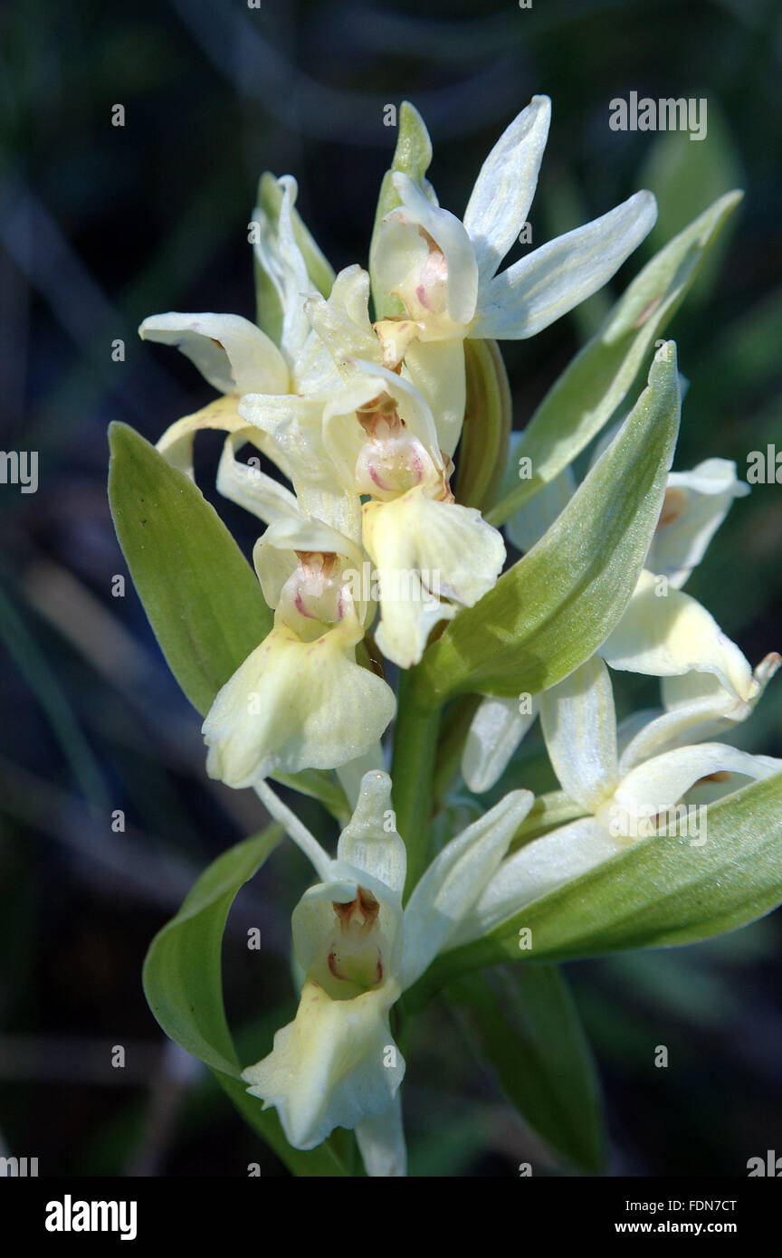 Orchids horse hi-res stock photography and images - Alamy