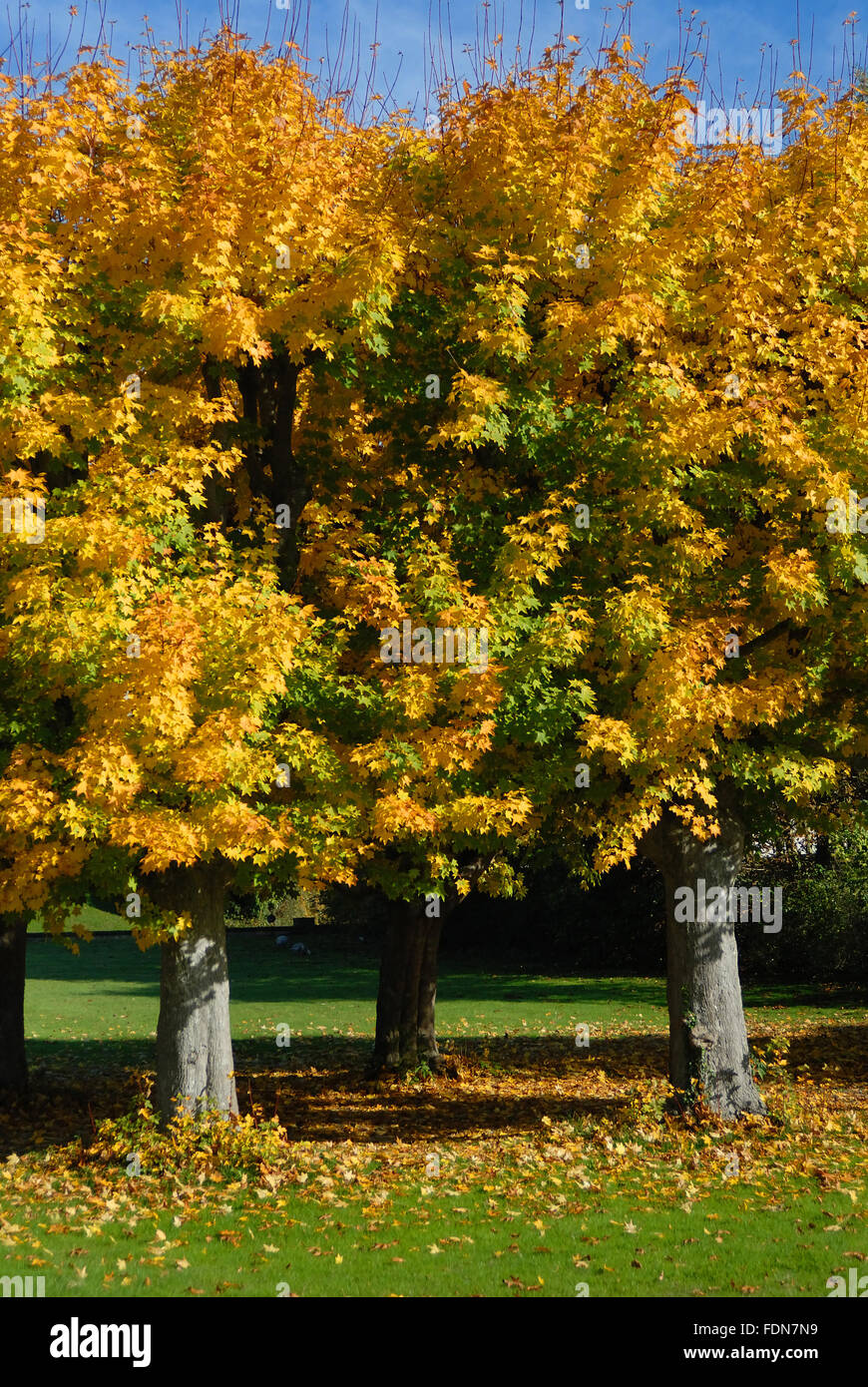 Autumn in Mesnières-en-Bray, France Stock Photo - Alamy