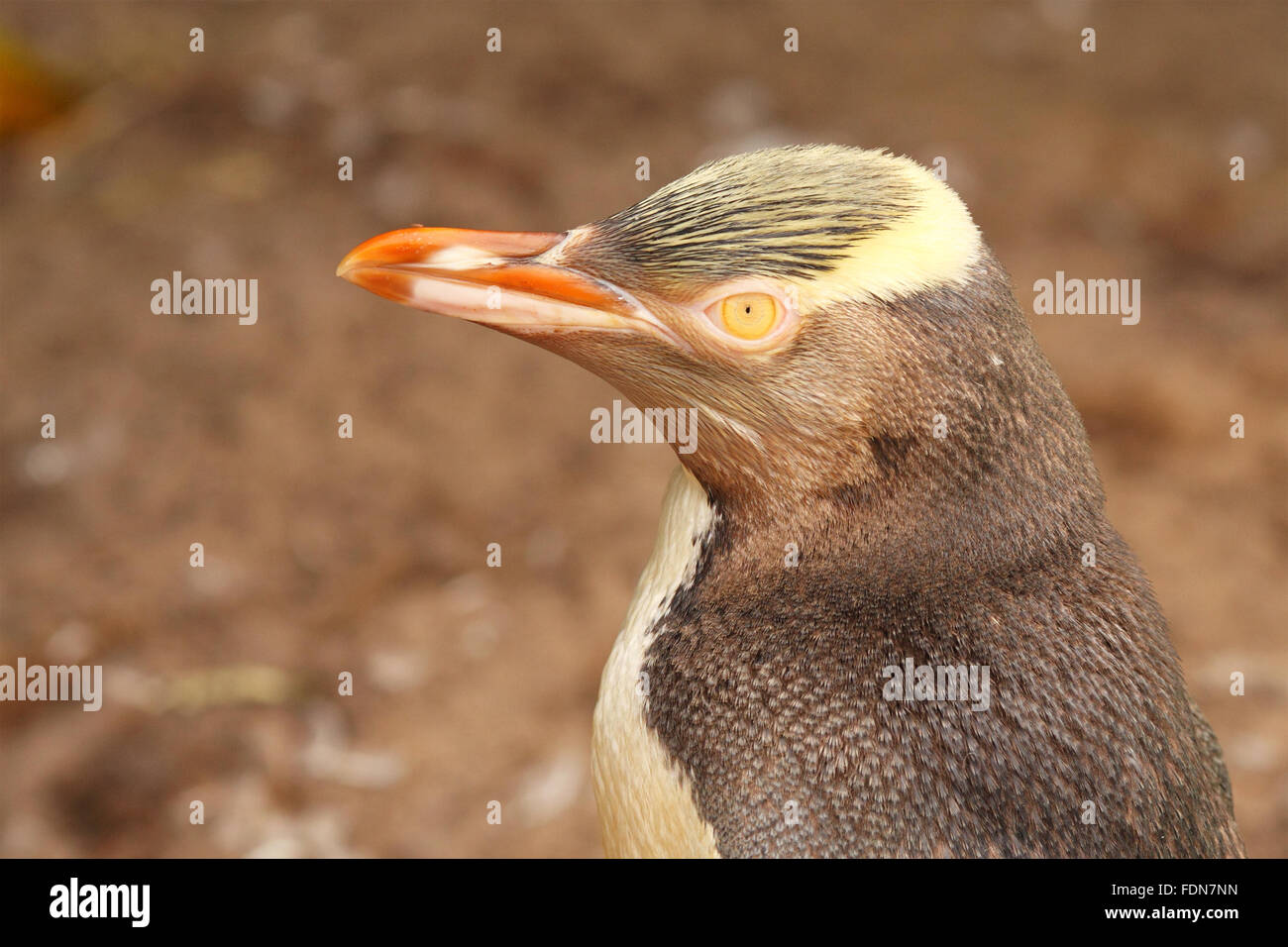 Penguin eye hi-res stock photography and images - Alamy
