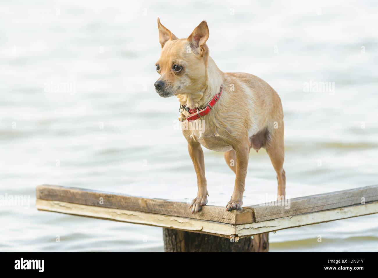 Are Dogs Afraid Of Water