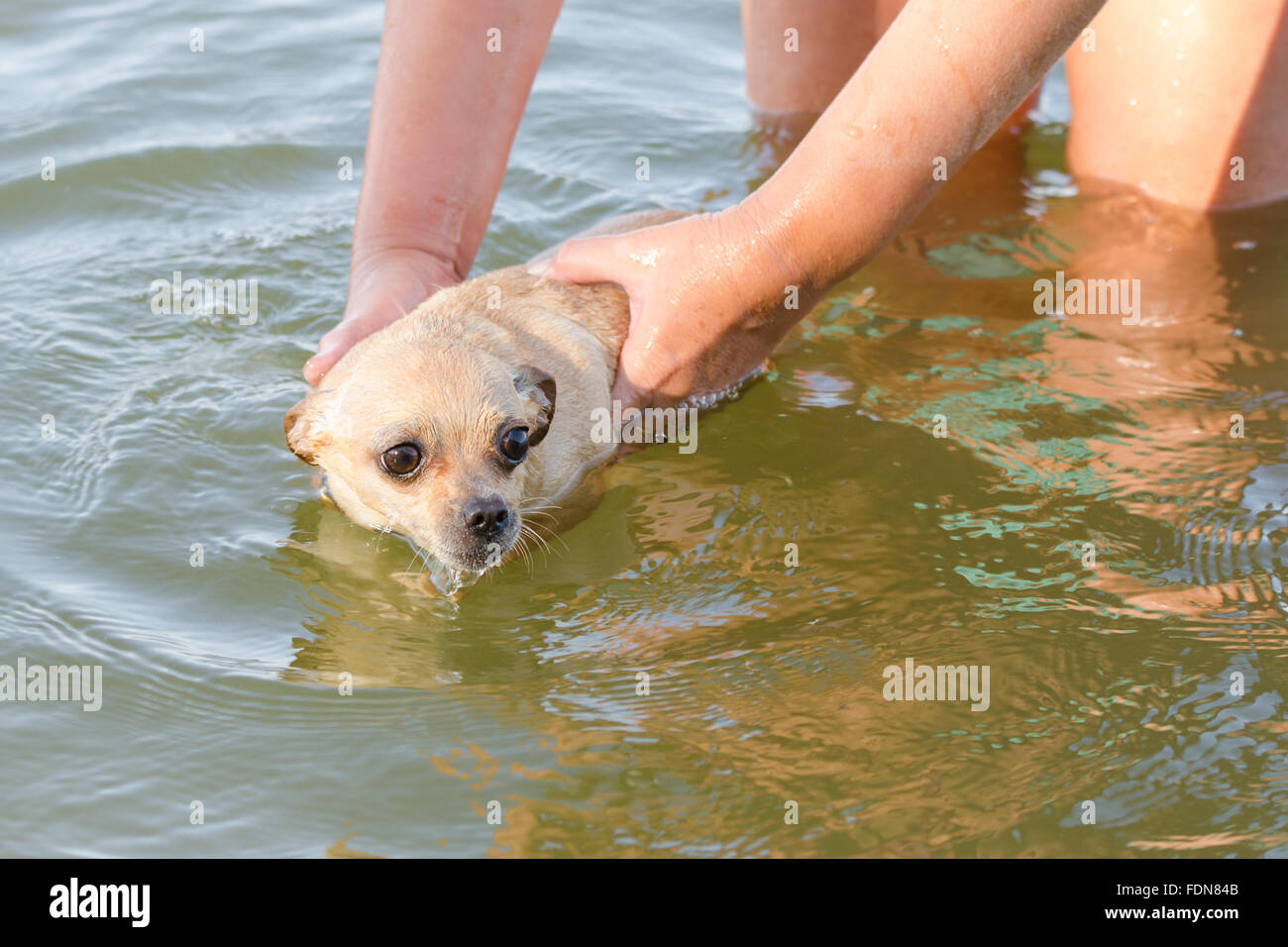 Are Dogs Afraid Of Water