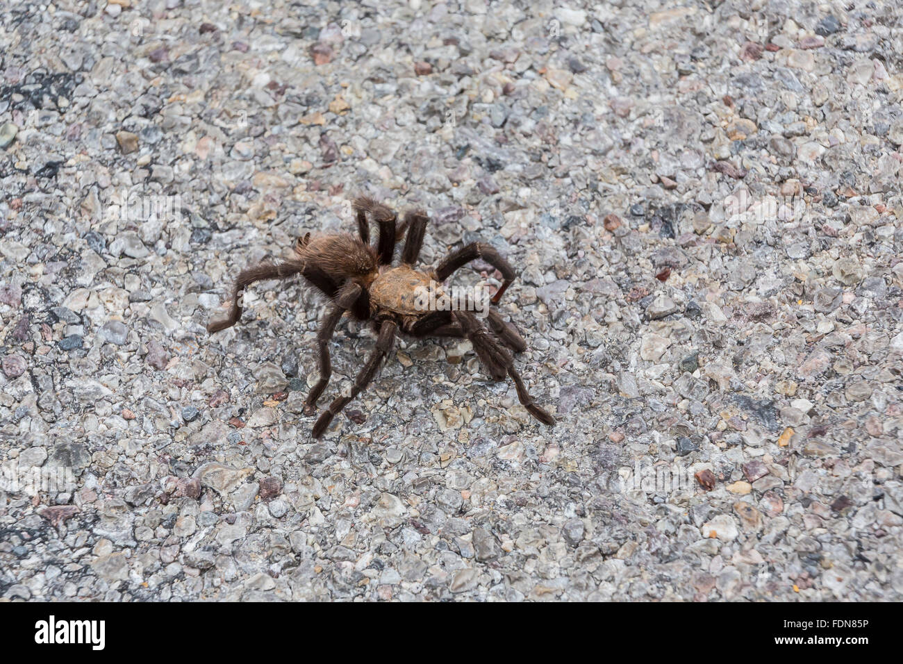 Male tarantula, Aphonopelma sp. in Chihuahuan Desert in Organ Mountains ...
