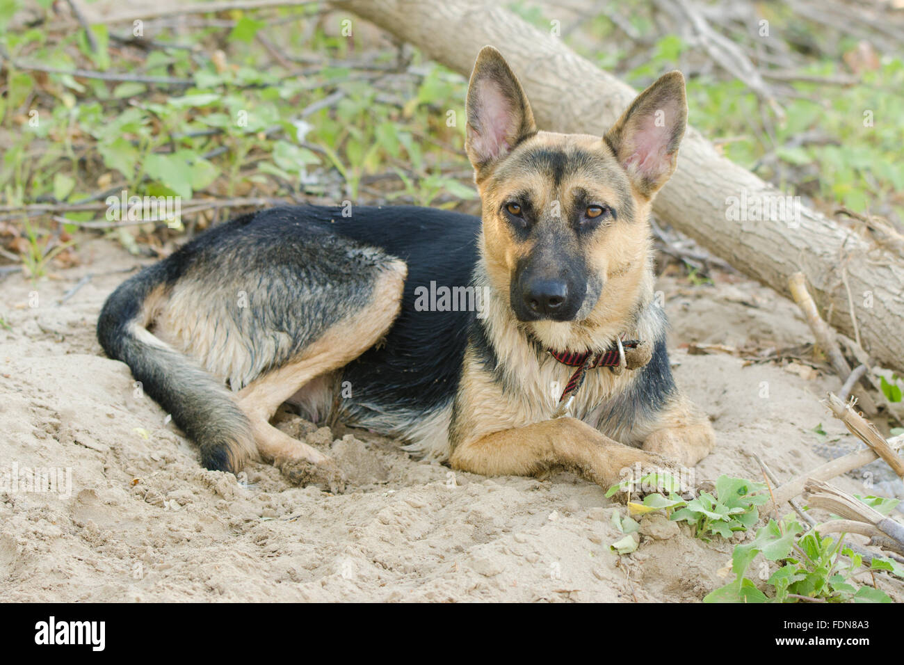 Portrait of an adult dog mestizo yard and a German Shepherd Stock Photo ...
