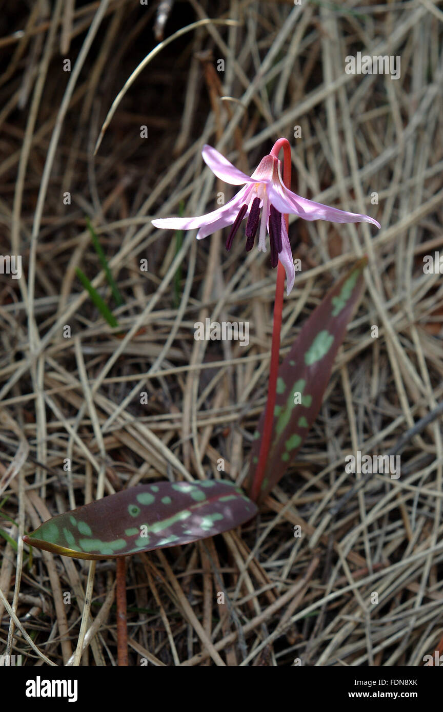 Pasji zub ( Erythronium dens-canis) Flowers and Plants - Biokovo Nature Park - Dalmatia, Croatia ...