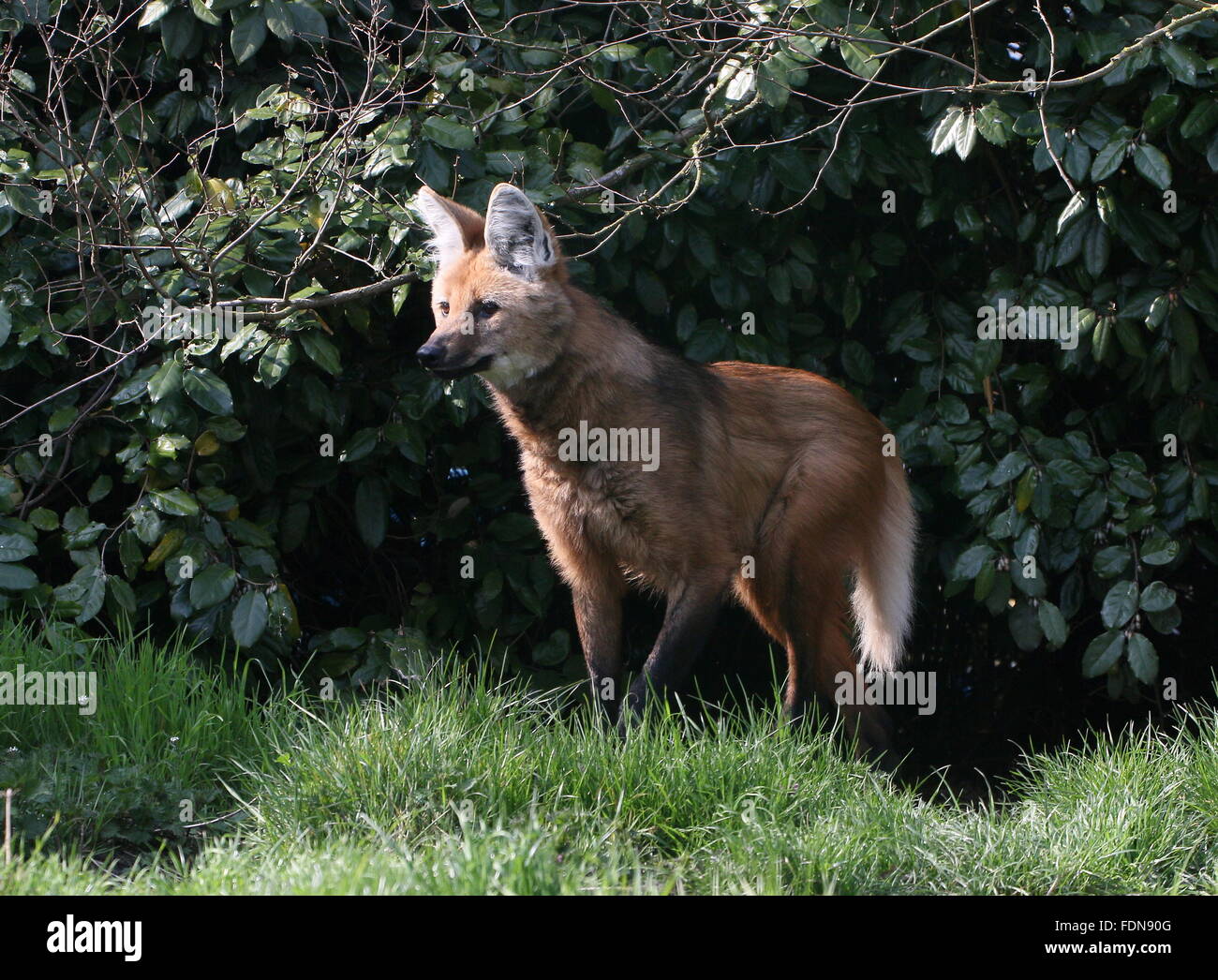 Alert South American Maned wolf (Chrysocyon brachyurus Stock Photo - Alamy