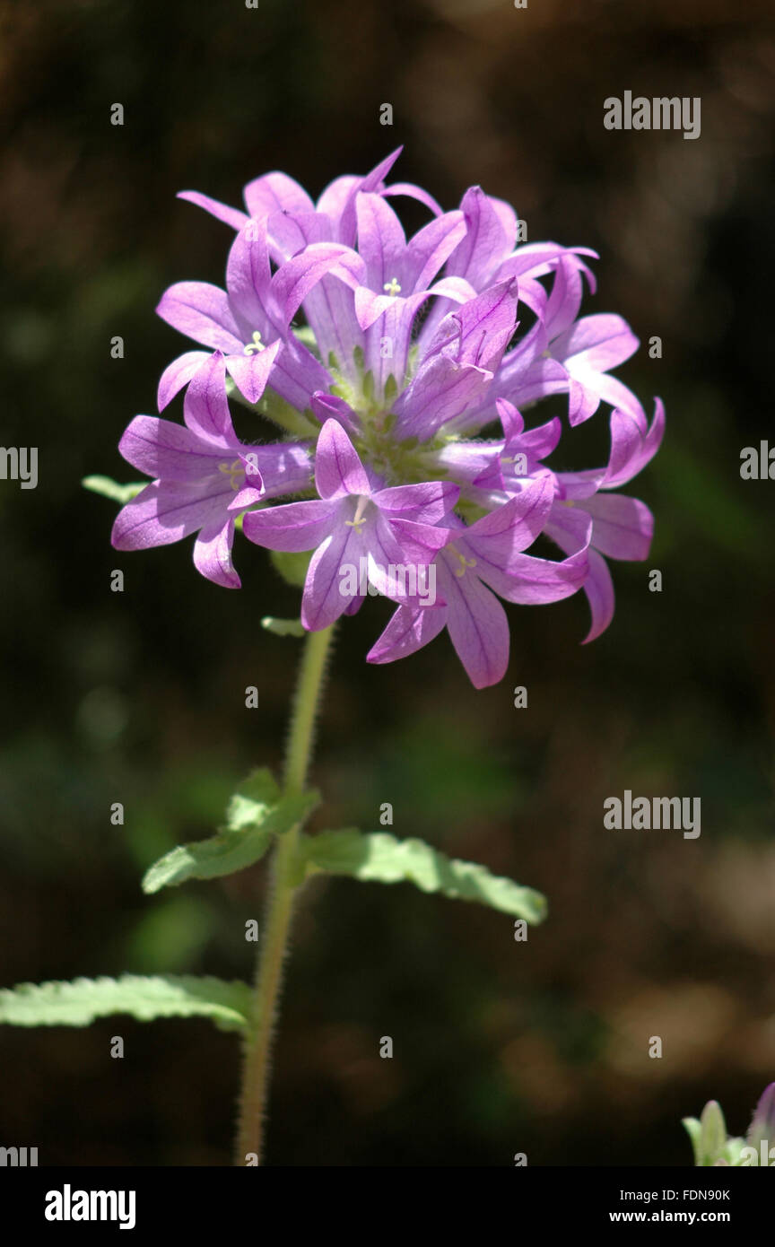 Flowers and Plants - Biokovo Nature Park - Dalmatia, Croatia Stock ...