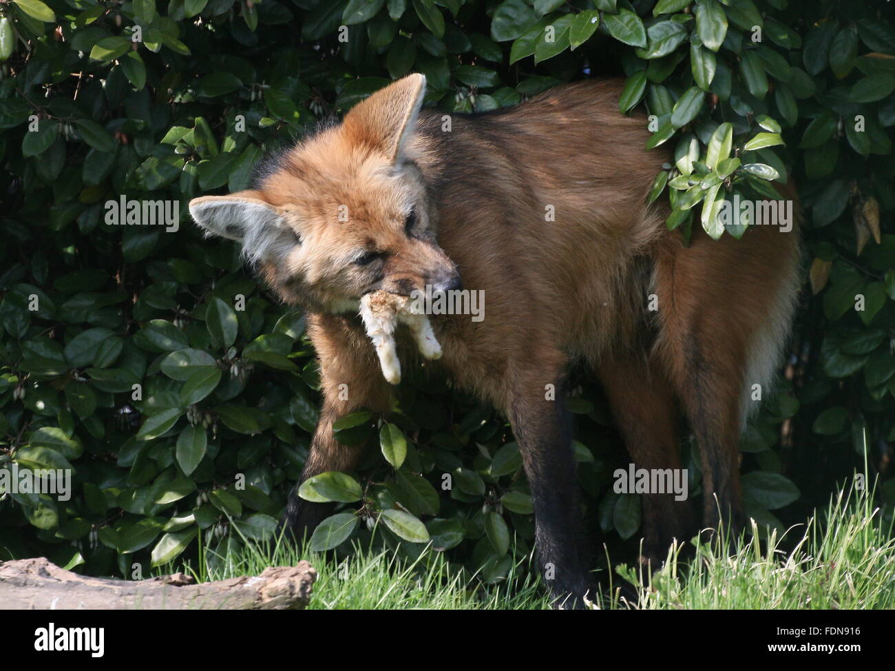 Wolf eating grass hi-res stock photography and images - Alamy