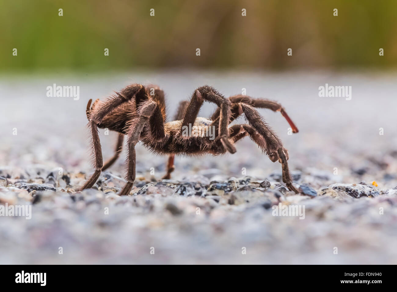 Male tarantula, Aphonopelma sp. in Chihuahuan Desert in Organ Mountains ...