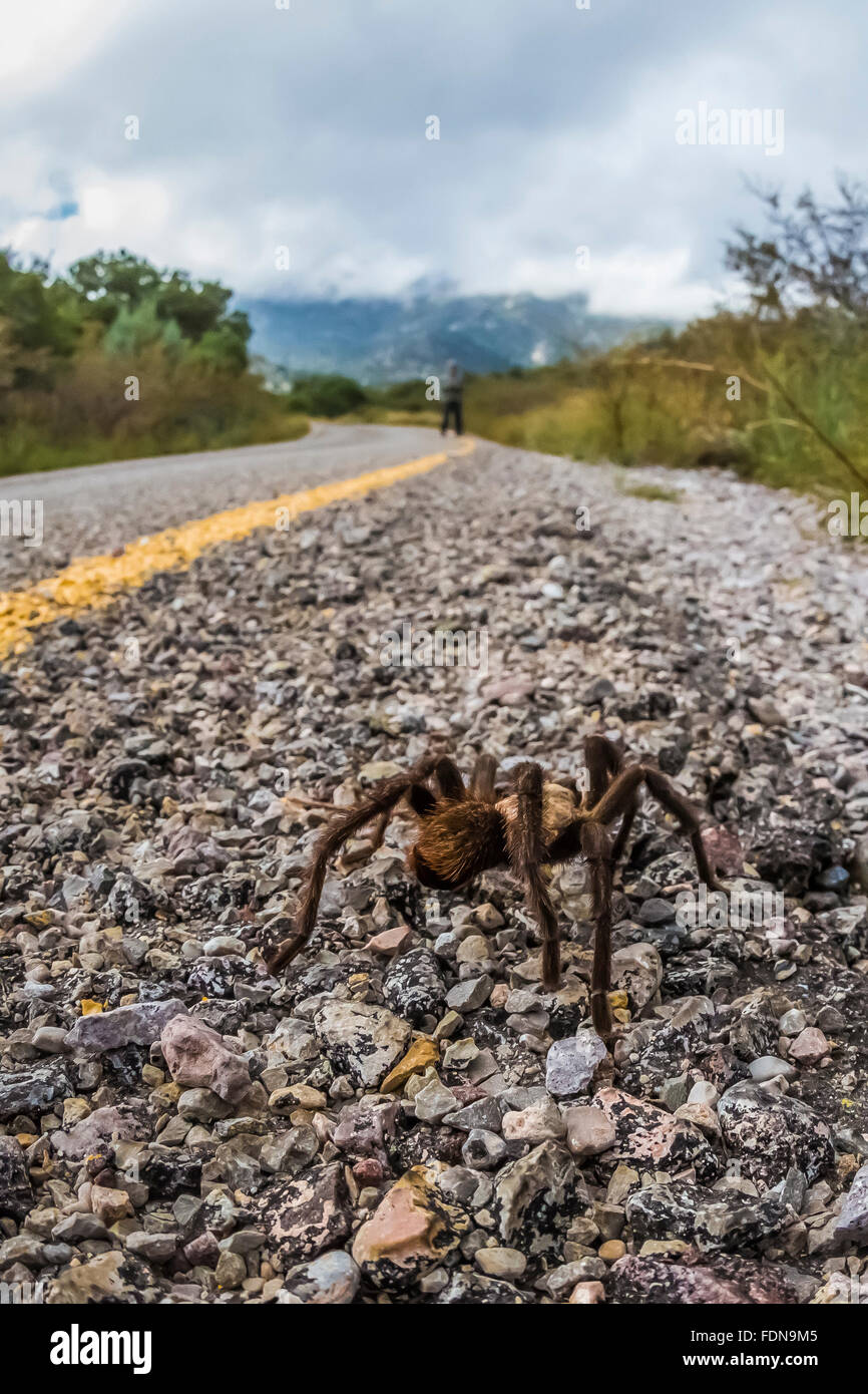 Male tarantula, Aphonopelma sp. in Chihuahuan Desert in Organ Mountains ...