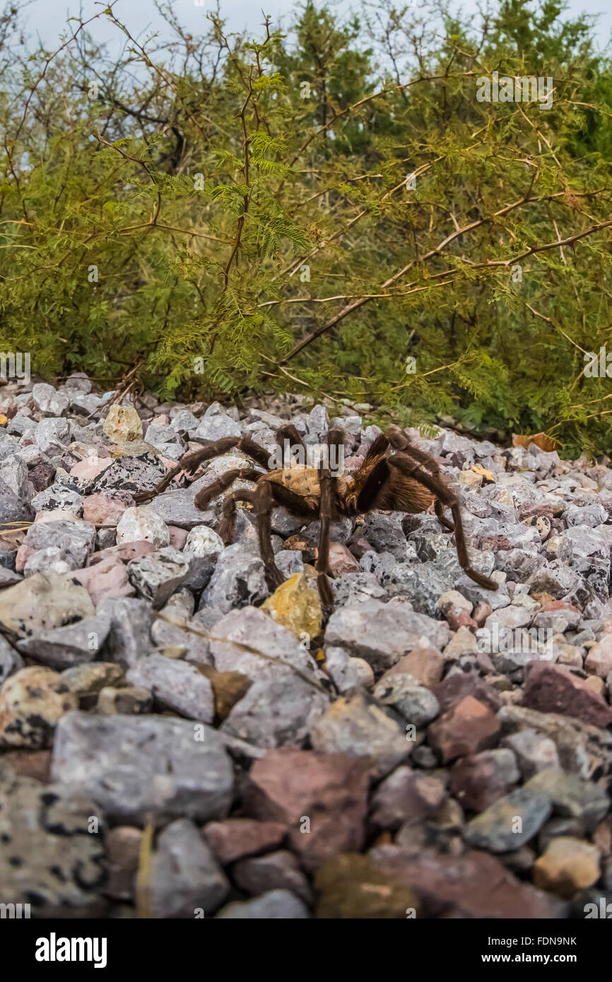 Male tarantula, Aphonopelma sp. in Chihuahuan Desert in Organ Mountains ...