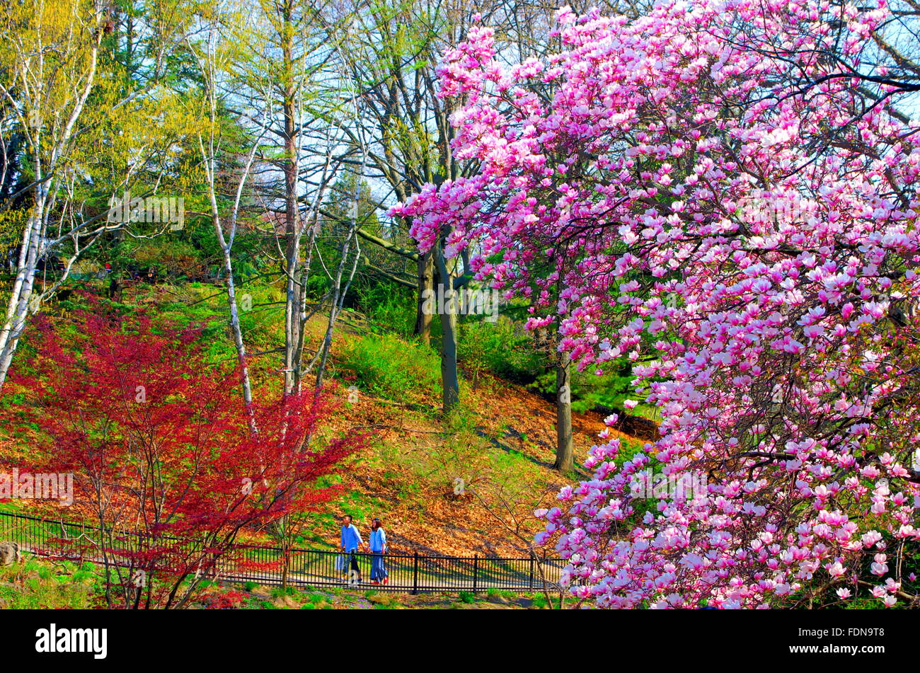 Toronto park pink hi-res stock photography and images - Alamy