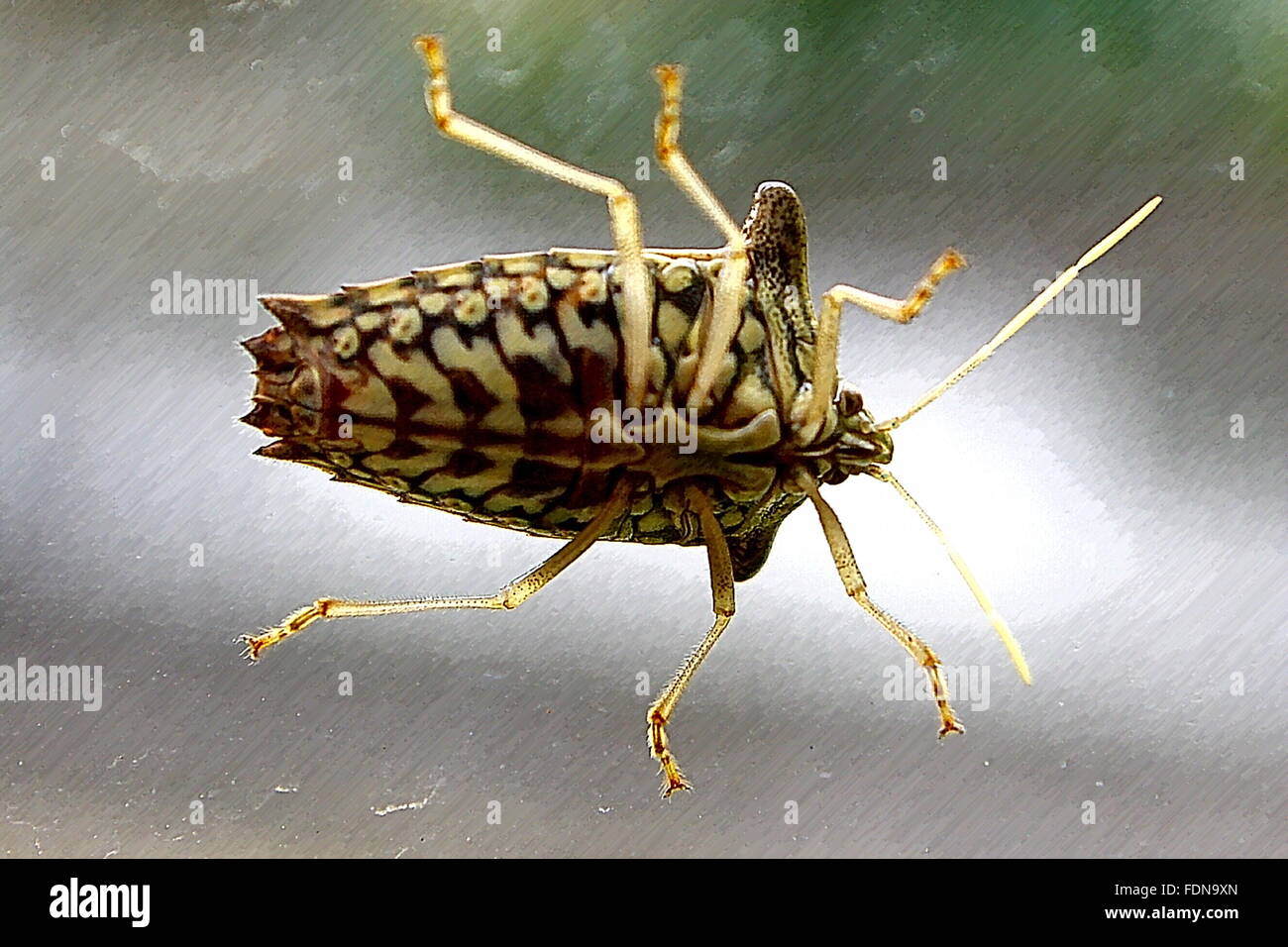 Insect on the window Stock Photo - Alamy