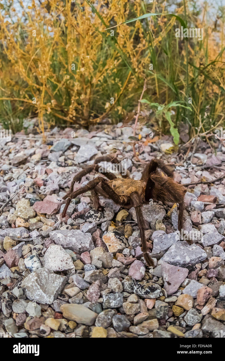 Male tarantula, Aphonopelma sp. in Chihuahuan Desert in Organ Mountains ...