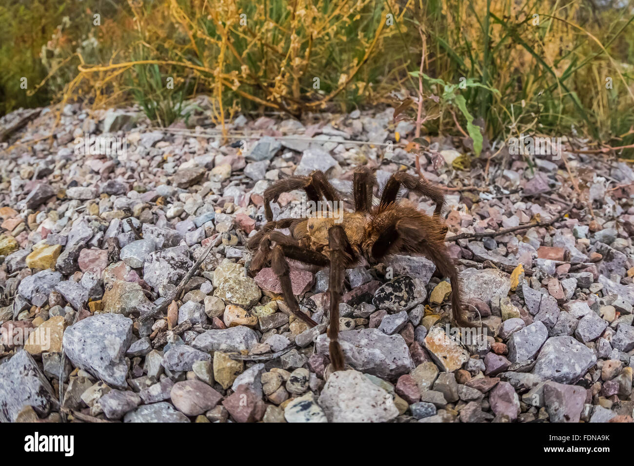 Male tarantula, Aphonopelma sp. in Chihuahuan Desert in Organ Mountains ...