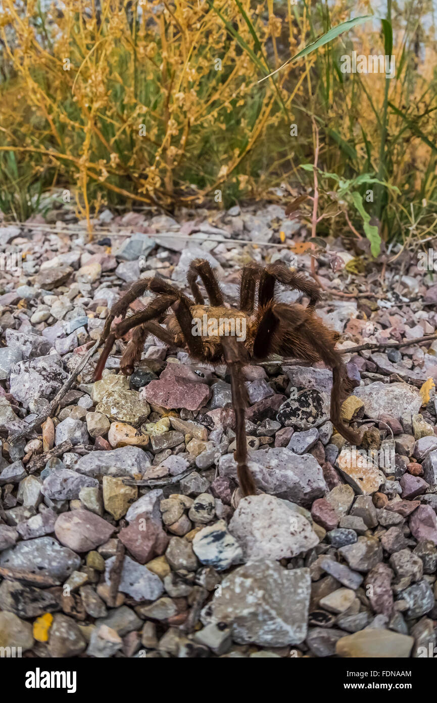 Male tarantula, Aphonopelma sp. in Chihuahuan Desert in Organ Mountains ...