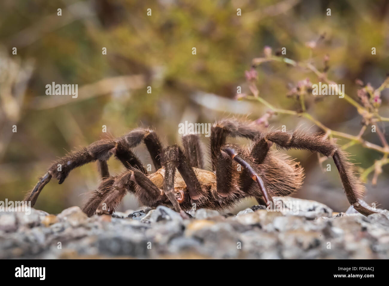 Male tarantula, Aphonopelma sp. in Chihuahuan Desert in Organ Mountains ...