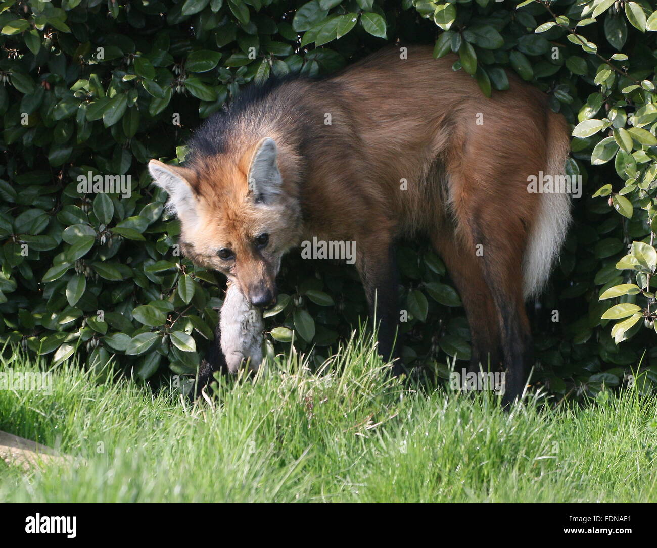 Wolf eating grass hi-res stock photography and images - Alamy