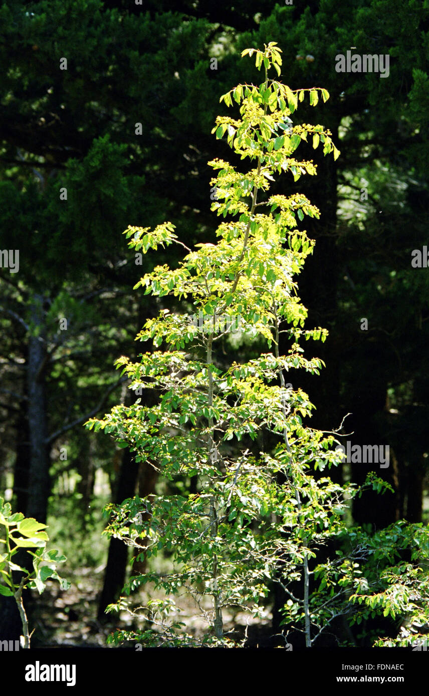 Jerusalem thorn hi-res stock photography and images - Alamy