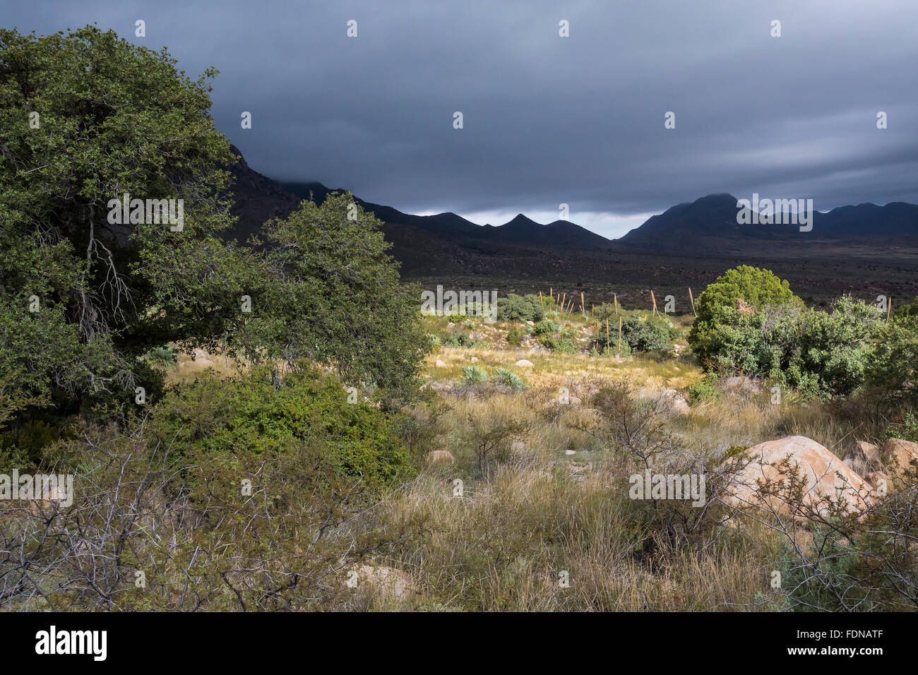 Chihuahuan Desert landscape in Aguirre Spring Campground in Organ ...