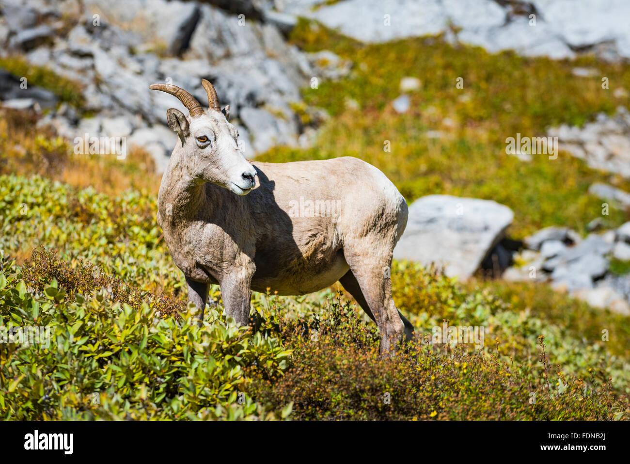 Herd of mountain sheep hi-res stock photography and images - Alamy