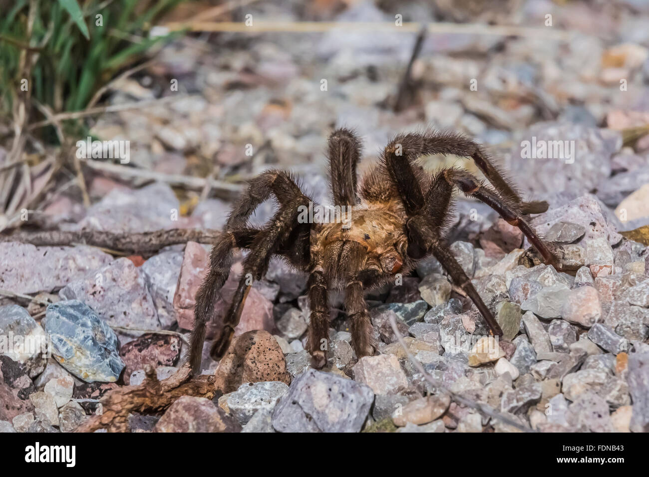 Tarantula mating hi-res stock photography and images - Alamy