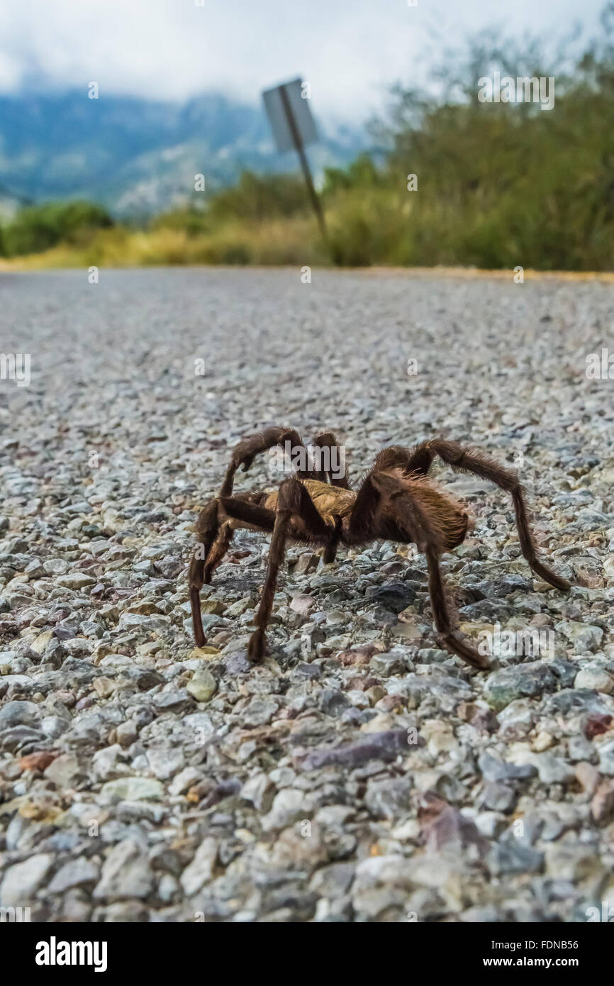 Male tarantula, Aphonopelma sp. in Chihuahuan Desert in Organ Mountains ...