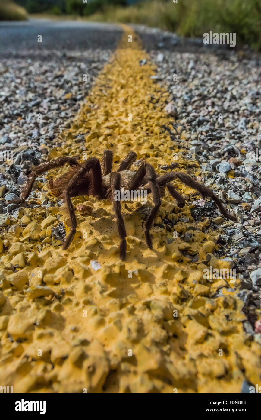 Male tarantula, Aphonopelma sp. in Chihuahuan Desert in Organ Mountains ...