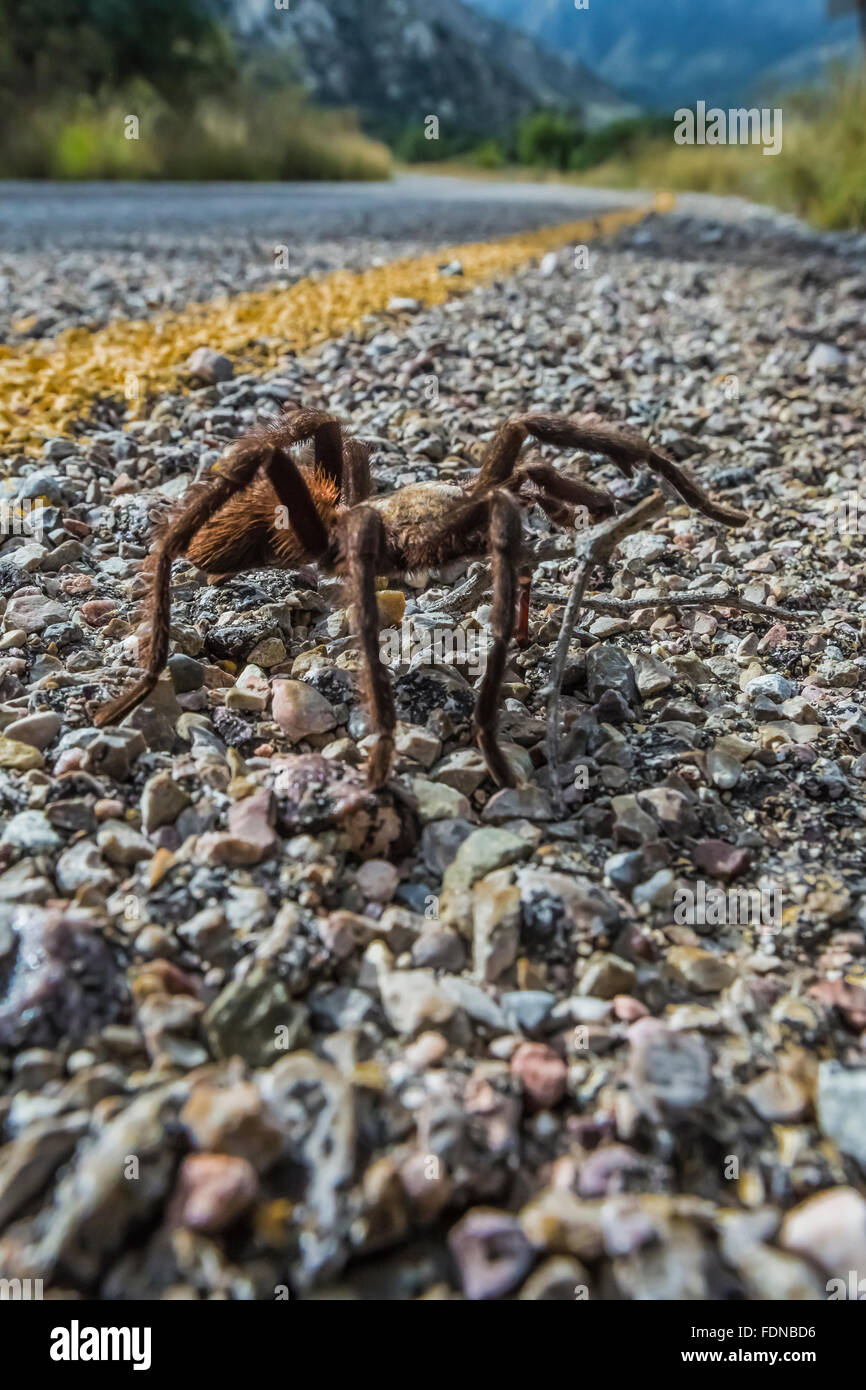 Male tarantula, Aphonopelma sp. in Chihuahuan Desert in Organ Mountains ...